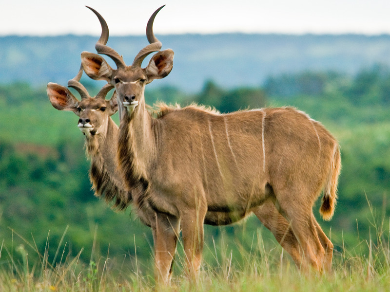 Premier Resort Mpongo Private Game Reserve | JUST AWAY